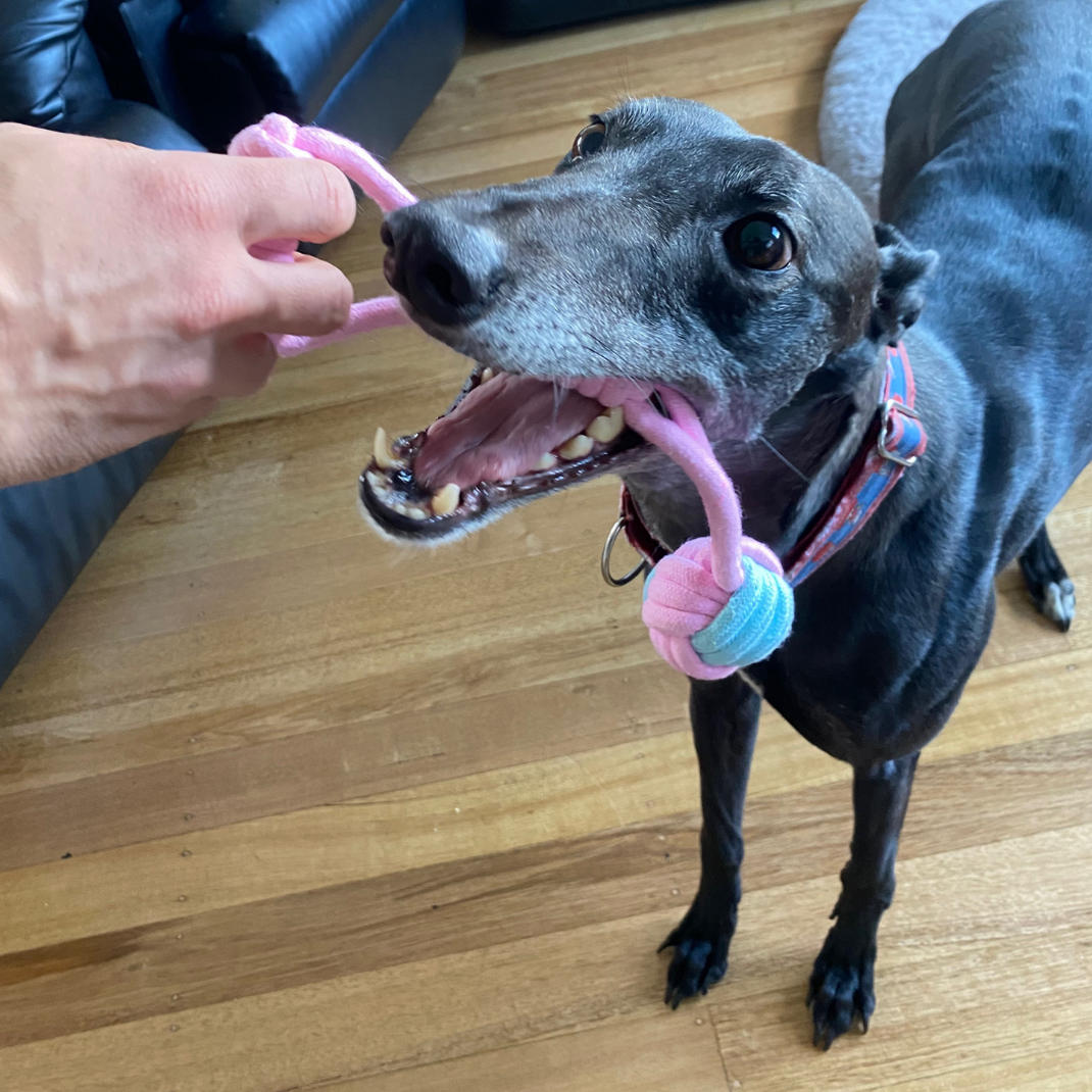Cuddlepillars Supporting Greyhounds – Rainy Day Pets
